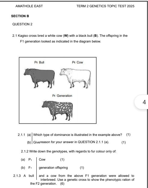 2.1 Kagiso cross bred a white cow (W) with a | StudyX