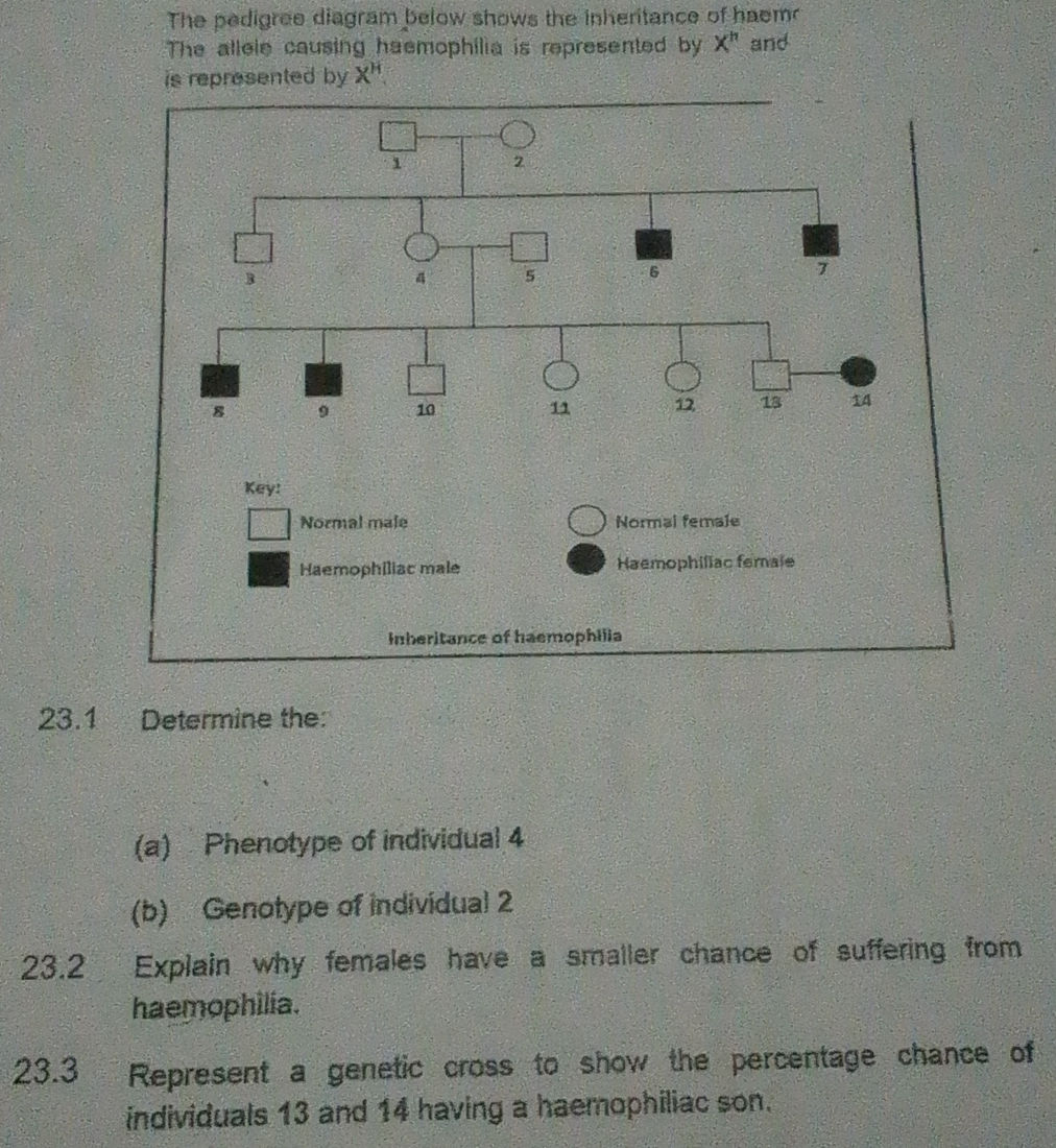 The pedigree diagram below shows the | StudyX