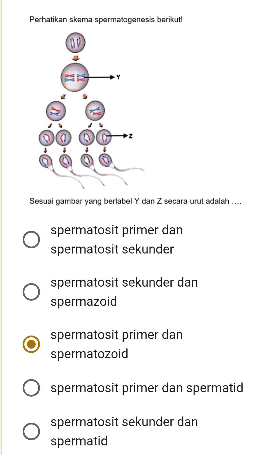 Perhatikan skema spermatogenesis berikut! | StudyX