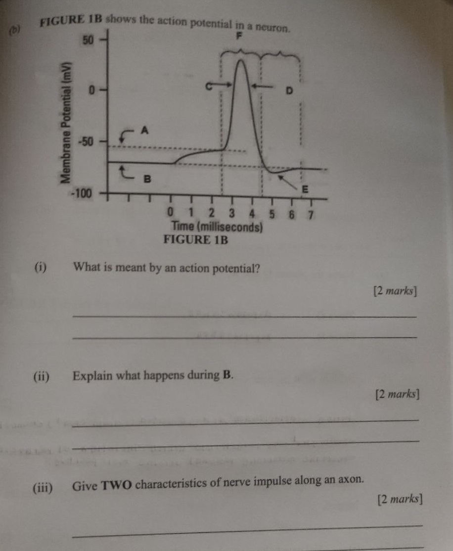 (i) What is meant by an action potential? | StudyX