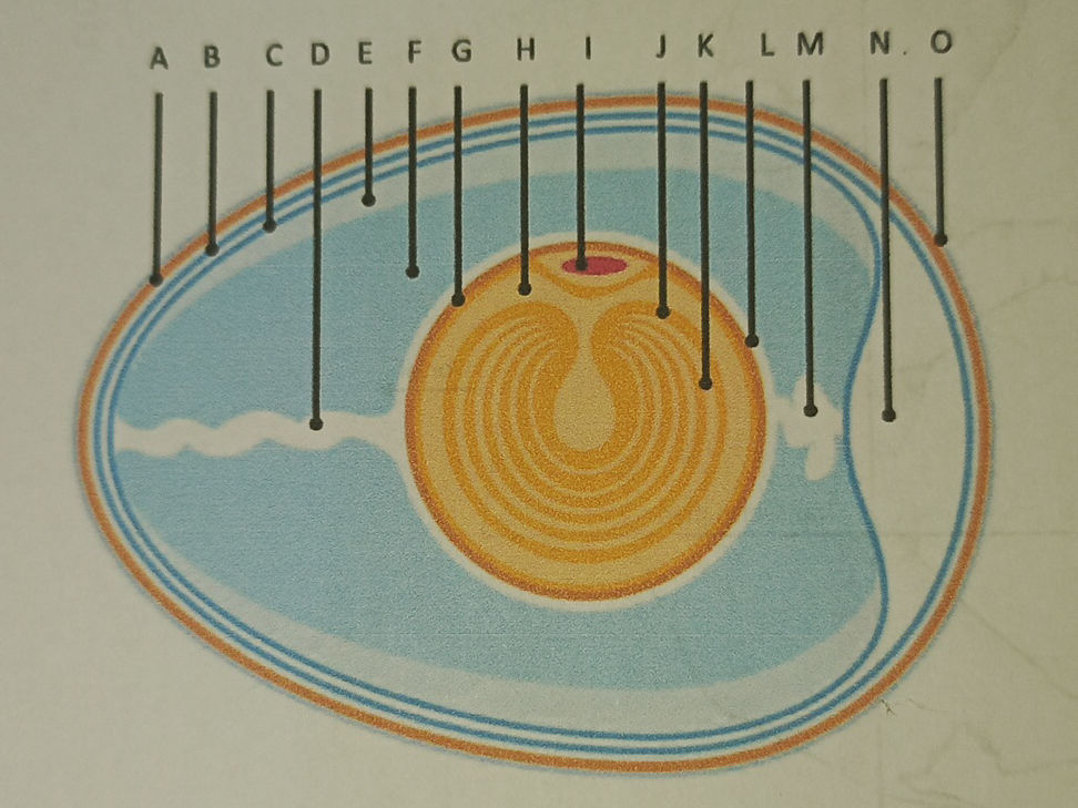 The image is a diagram of a chicken egg with | StudyX