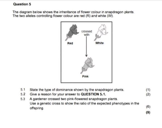 Question 5 The diagram below shows the | StudyX
