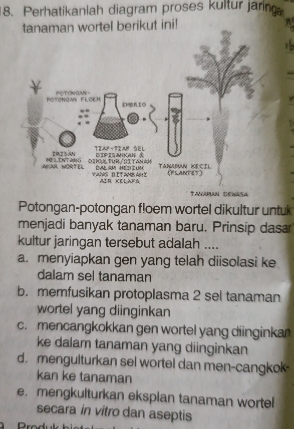 Perhatikanlah diagram proses kultur jaringan | StudyX