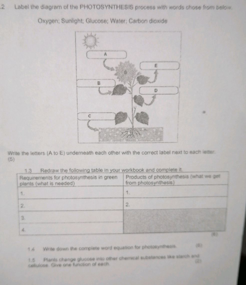 Label the diagram of the PHOTOSYNTHESIS | StudyX
