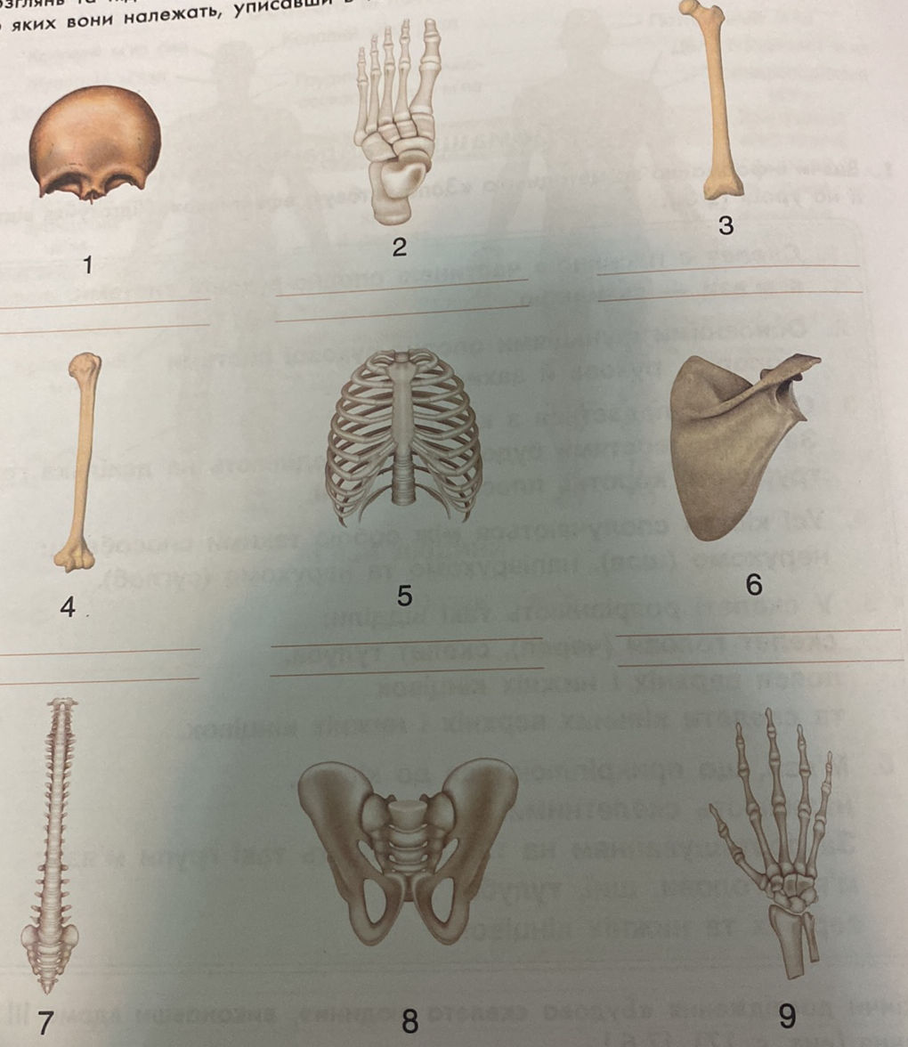The image shows different parts of the human | StudyX