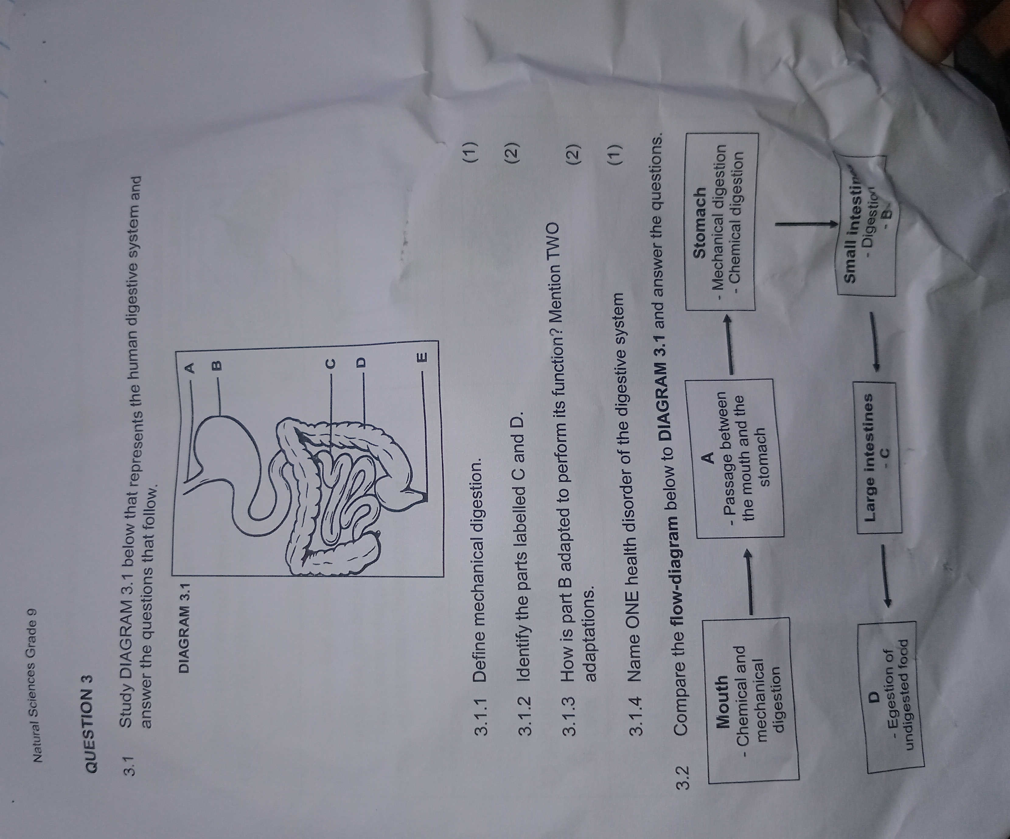 3. Study DIAGRAM 3.1 below that represents | StudyX