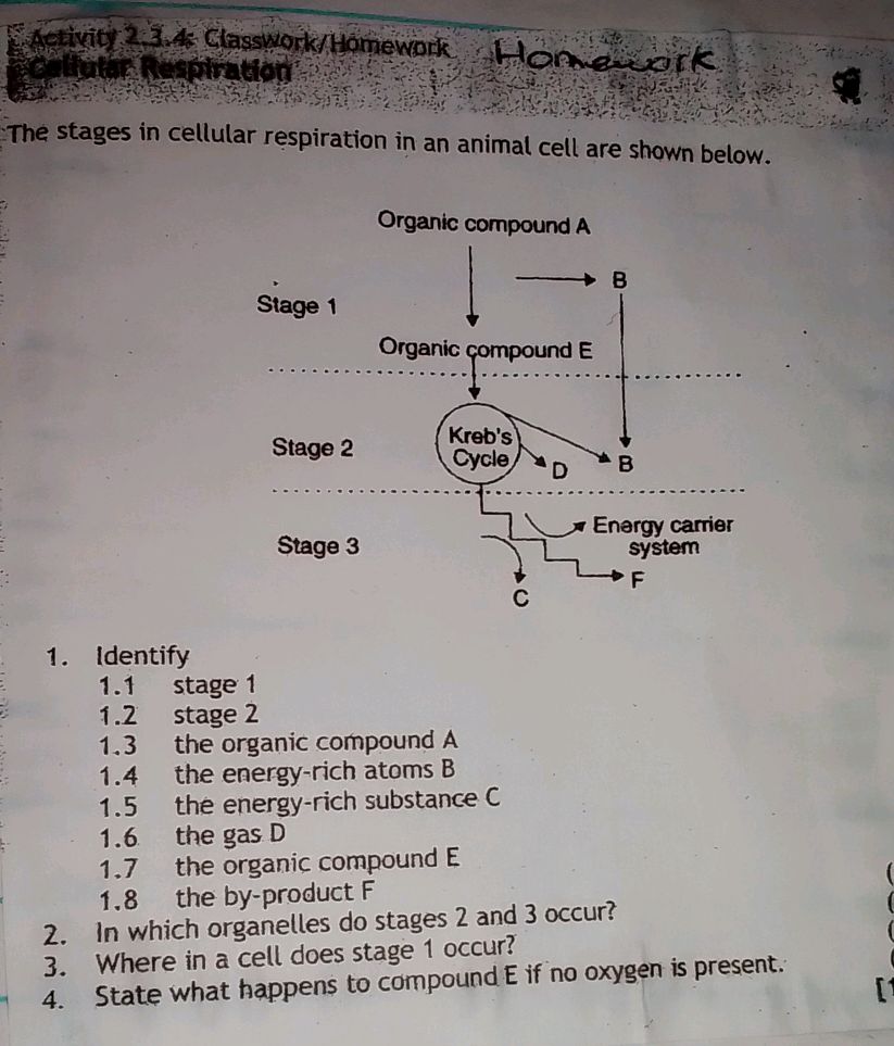 The stages in cellular respiration in an | StudyX
