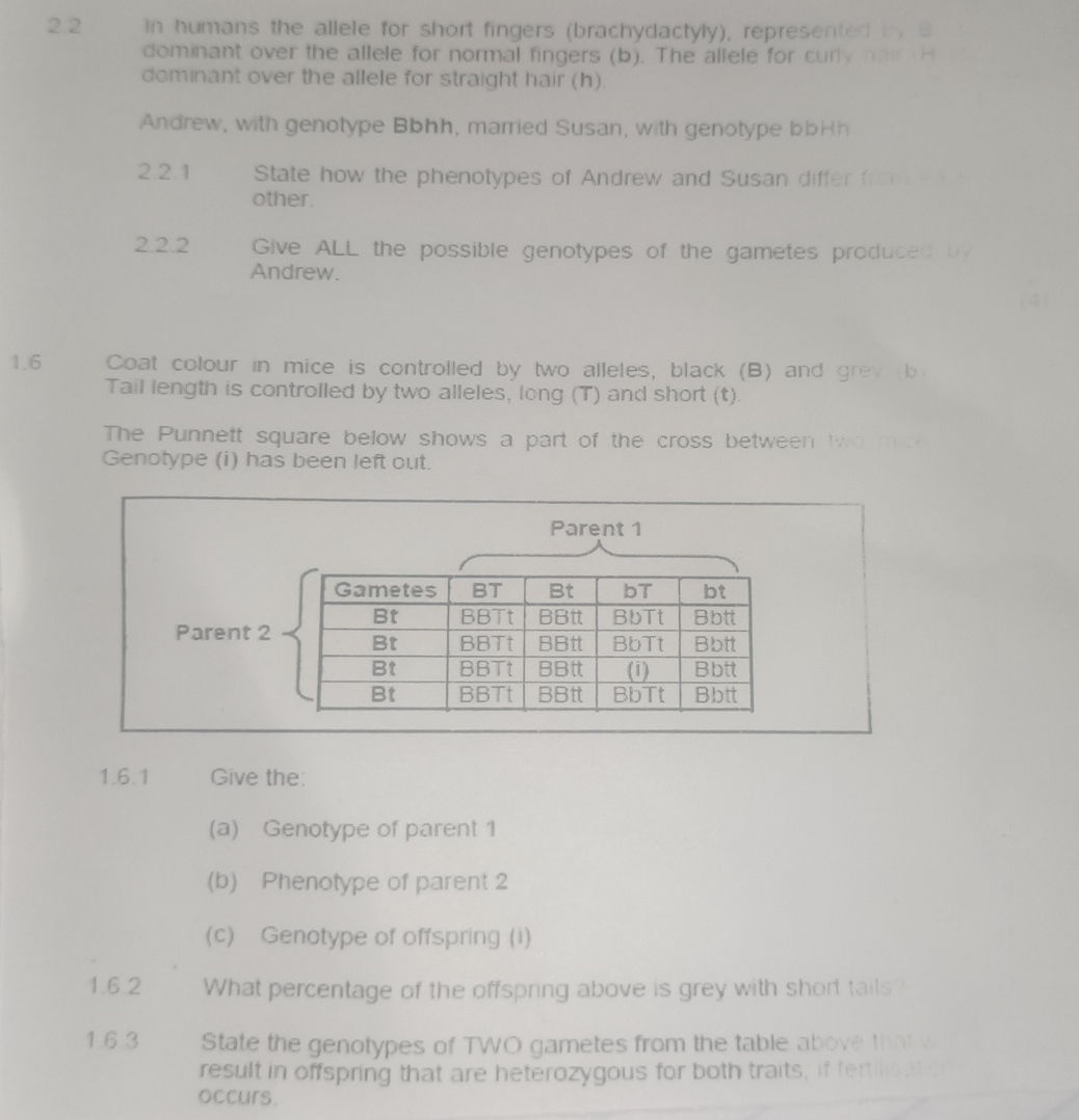 22 In humans the allele for short fingers | StudyX