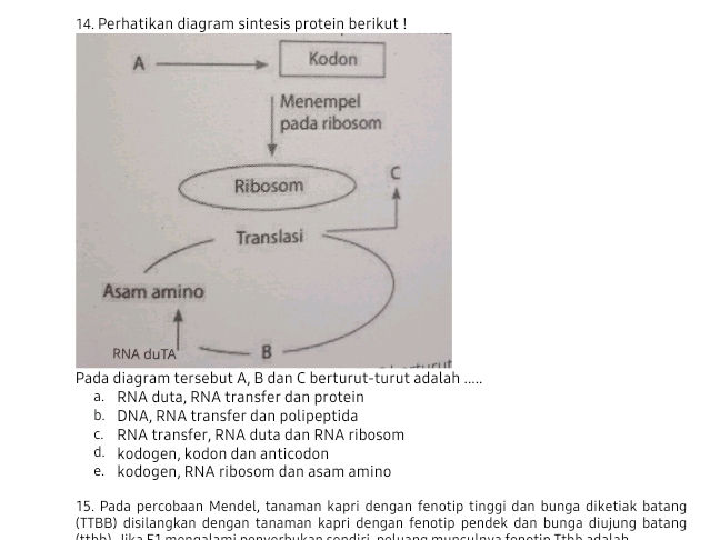 14. Perhatikan diagram sintesis protein | StudyX
