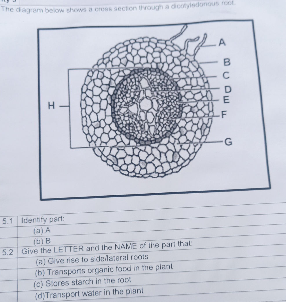 The diagram below shows a cross section | StudyX