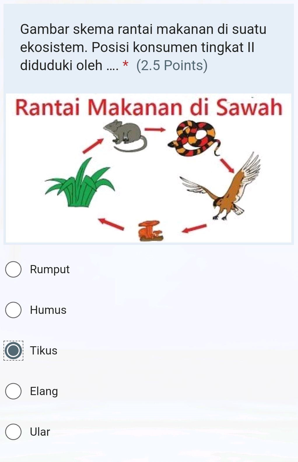 Gambar skema rantai makanan di suatu | StudyX