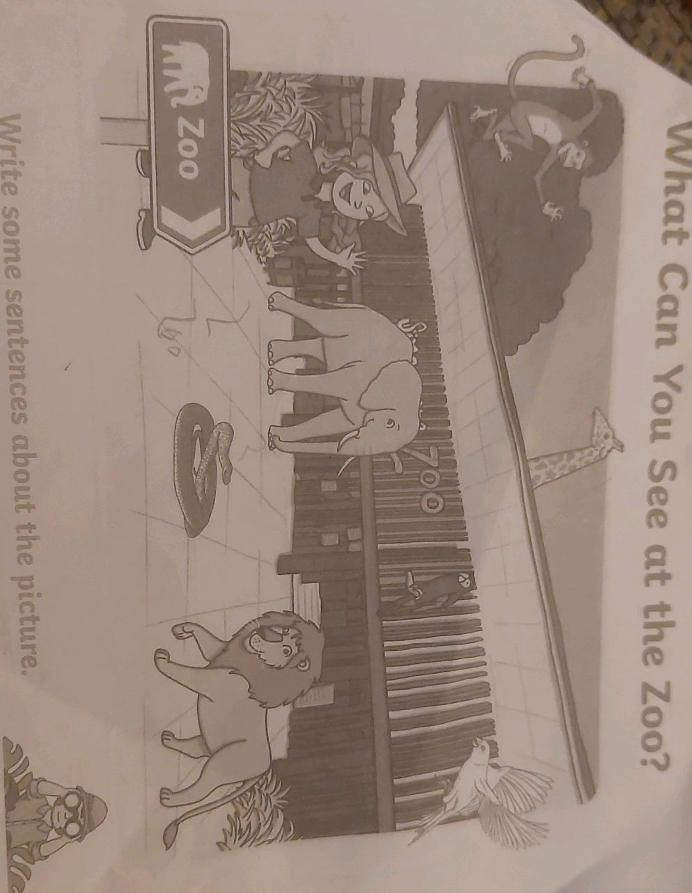 What Can You See at the Zoo? Write some | StudyX