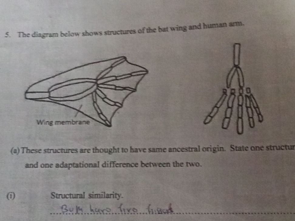 5. The diagram below shows structures of the | StudyX