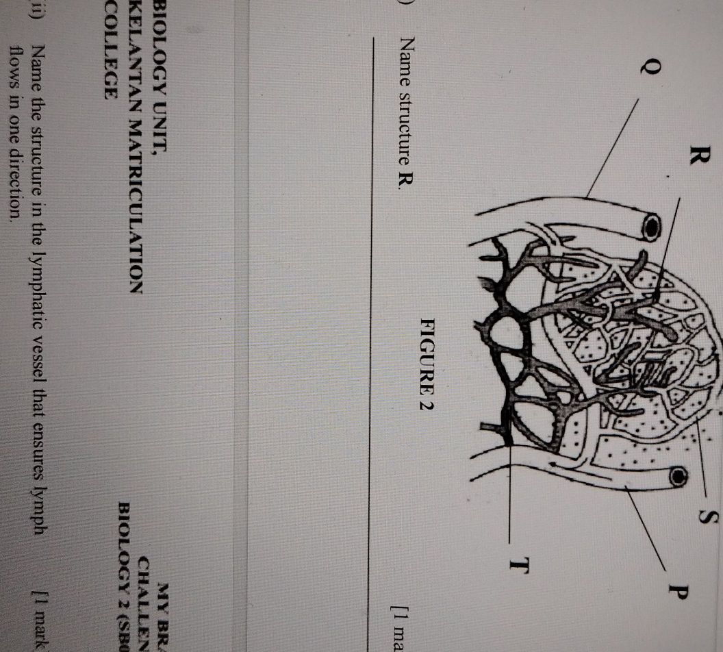 Name structure R. (ii) Name the structure | StudyX
