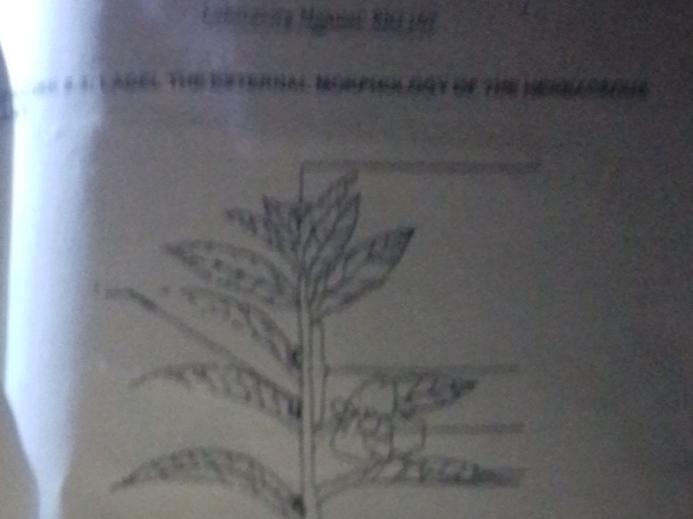 LABEL THE EXTERNAL MORPHOLOGY OF THE NEEM | StudyX