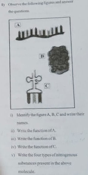 1) Observe the following figures and answer | StudyX