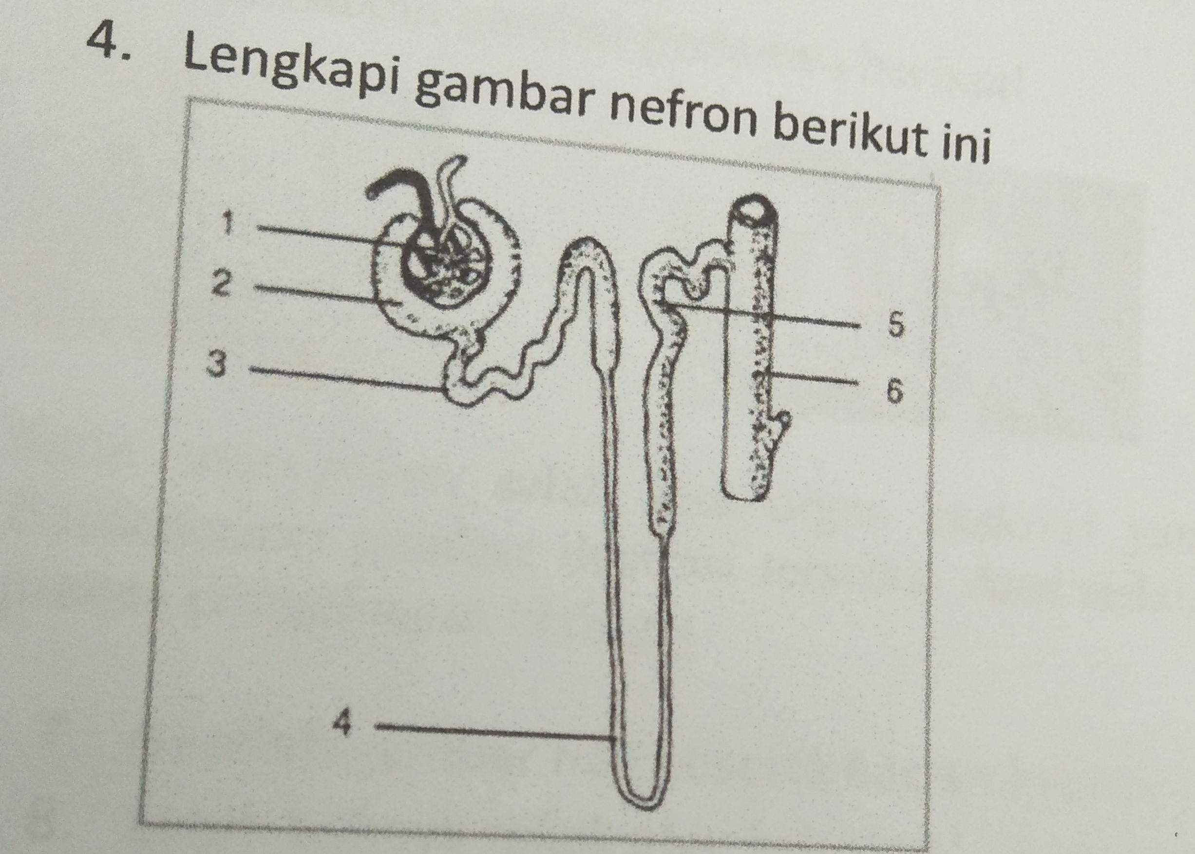4. Lengkapi gambar nefron berikut ini 1 2 3 | StudyX