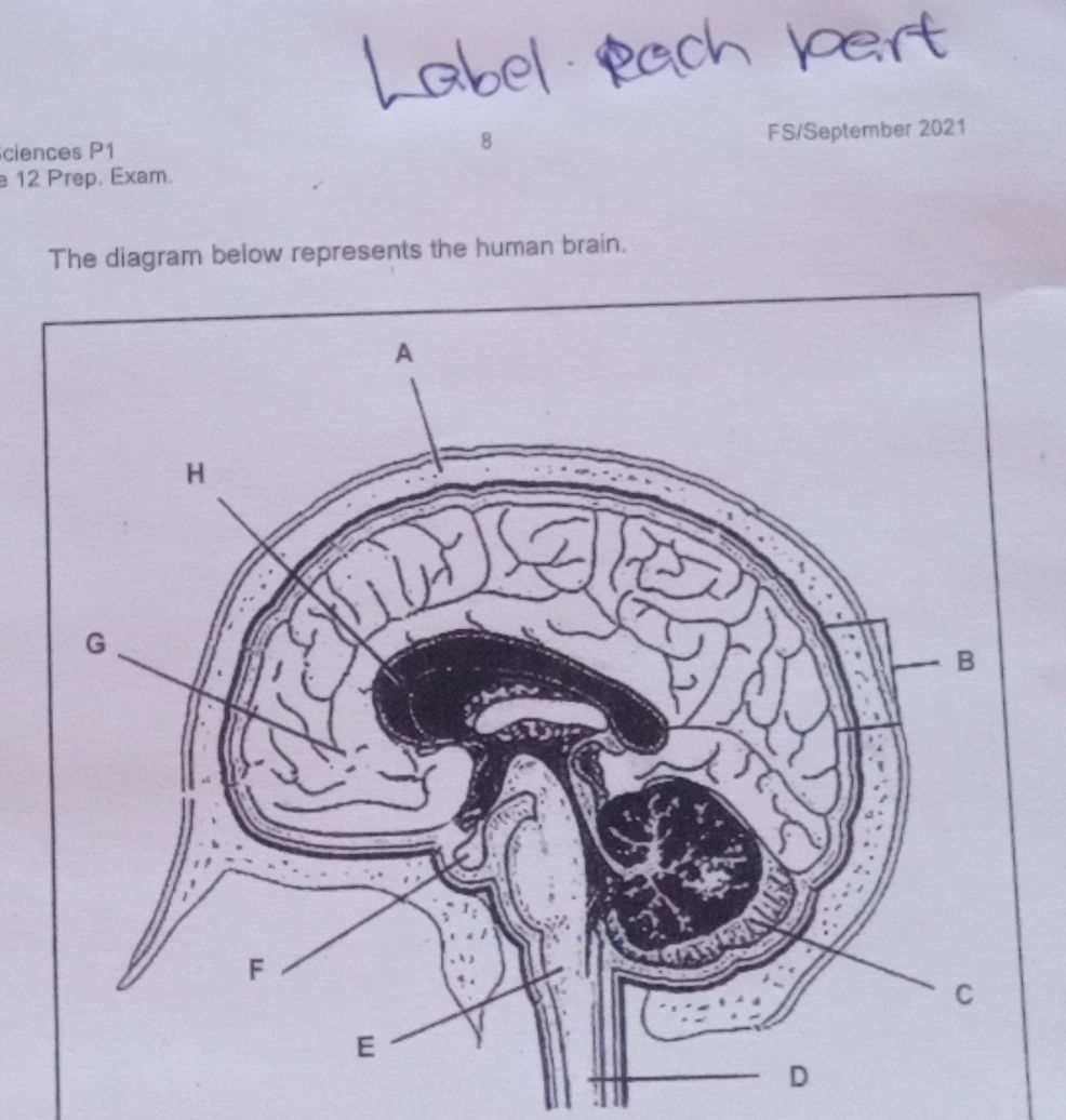 Label each part The diagram below | StudyX