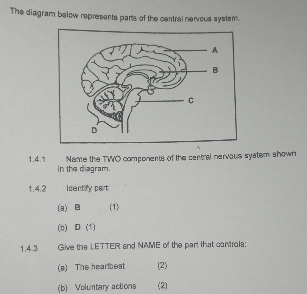 The diagram below represents parts of the | StudyX