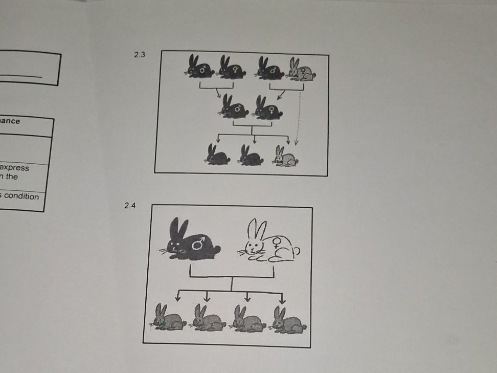 The image shows two diagrams of rabbit | StudyX