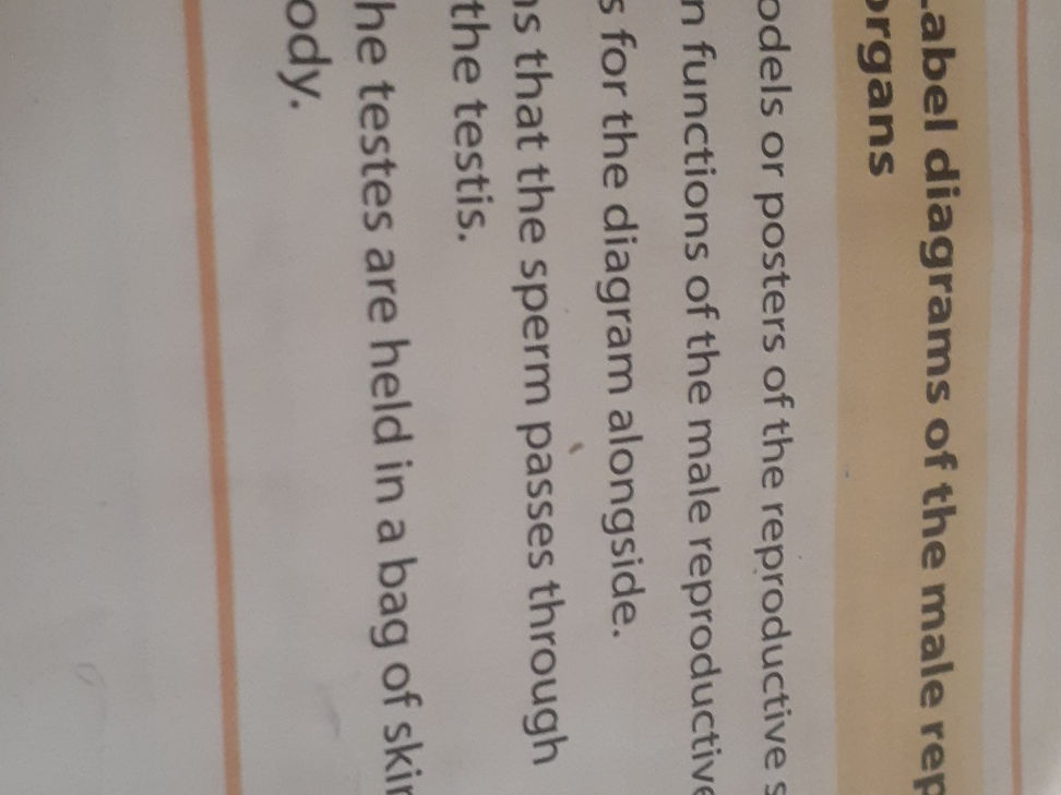 Label diagrams of the male rep organs odels | StudyX