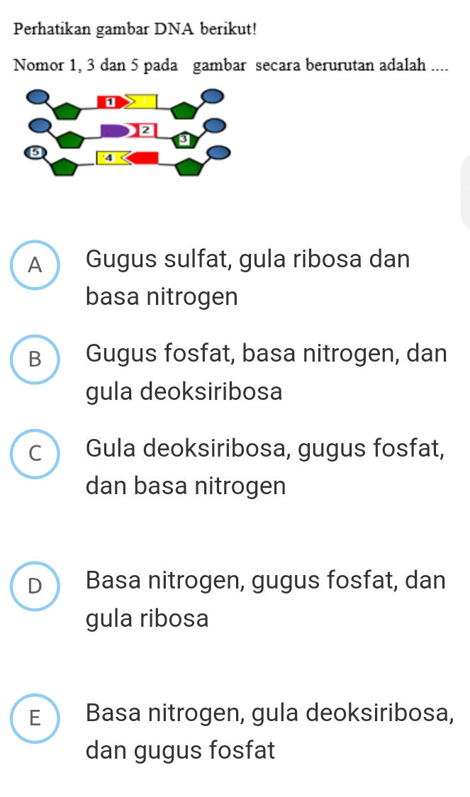 Perhatikan gambar DNA berikut! Nomor 1, 3 | StudyX