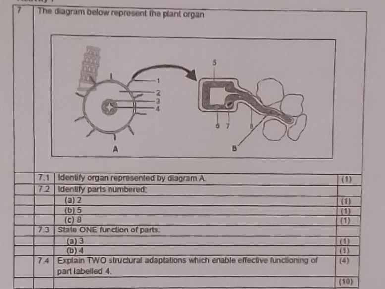 7 The diagram below represent the plant | StudyX