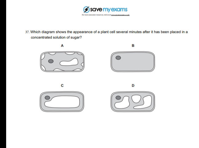 37. Which diagram shows the appearance of a | StudyX