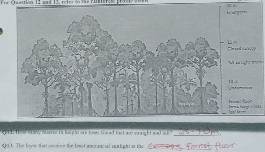 Q12. How many metres in height are trees | StudyX