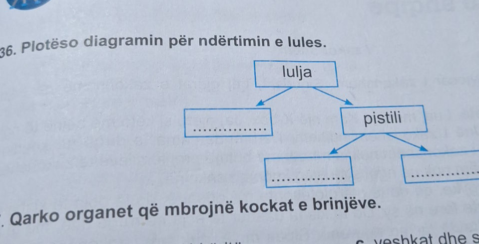 36. Plotëso diagramin për ndërtimin e lules. | StudyX