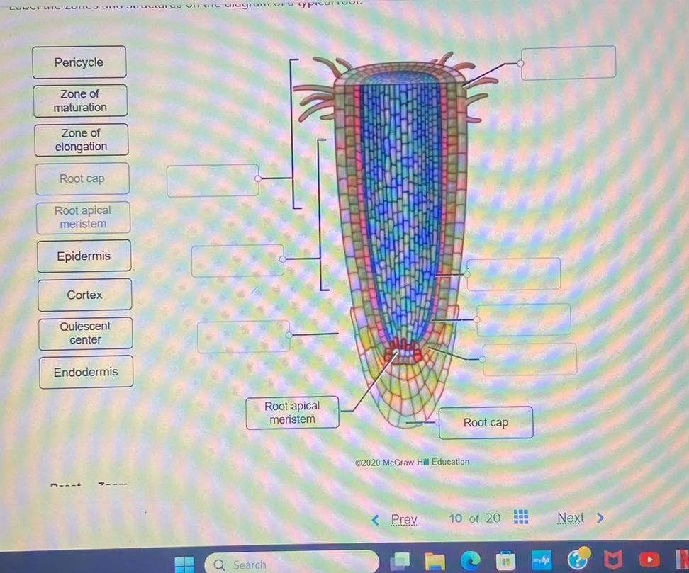 The image is a diagram of a root. The | StudyX