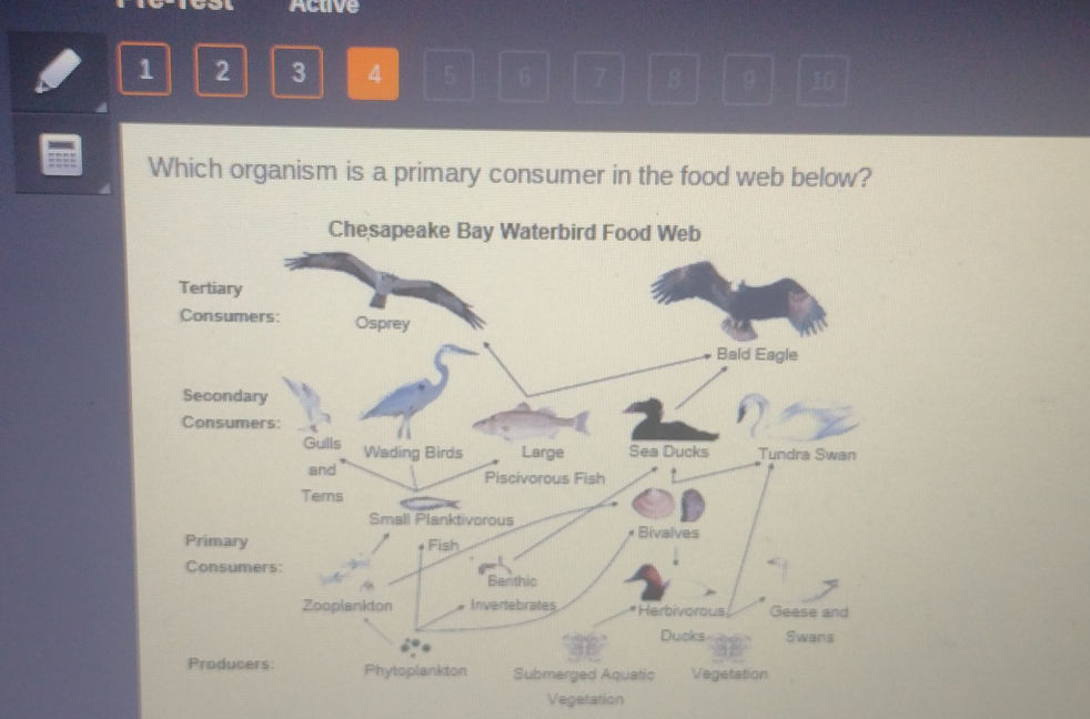 Which organism is a primary consumer in the | StudyX