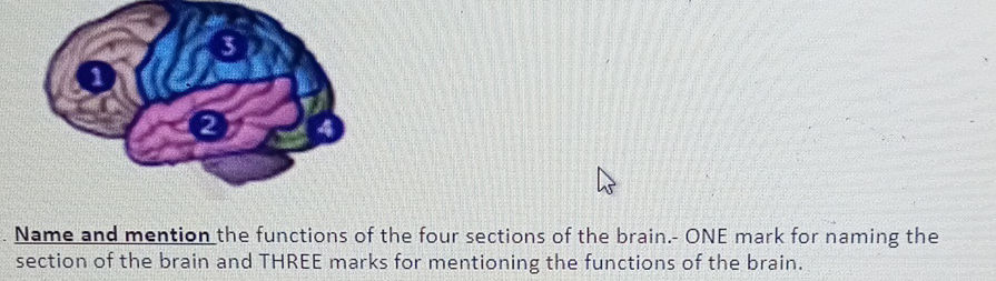 Name and mention the functions of the four | StudyX