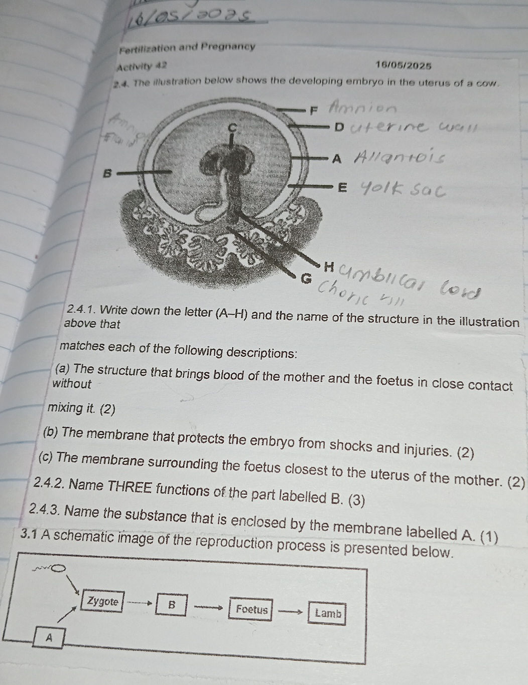 2.4. The illustration below shows the | StudyX