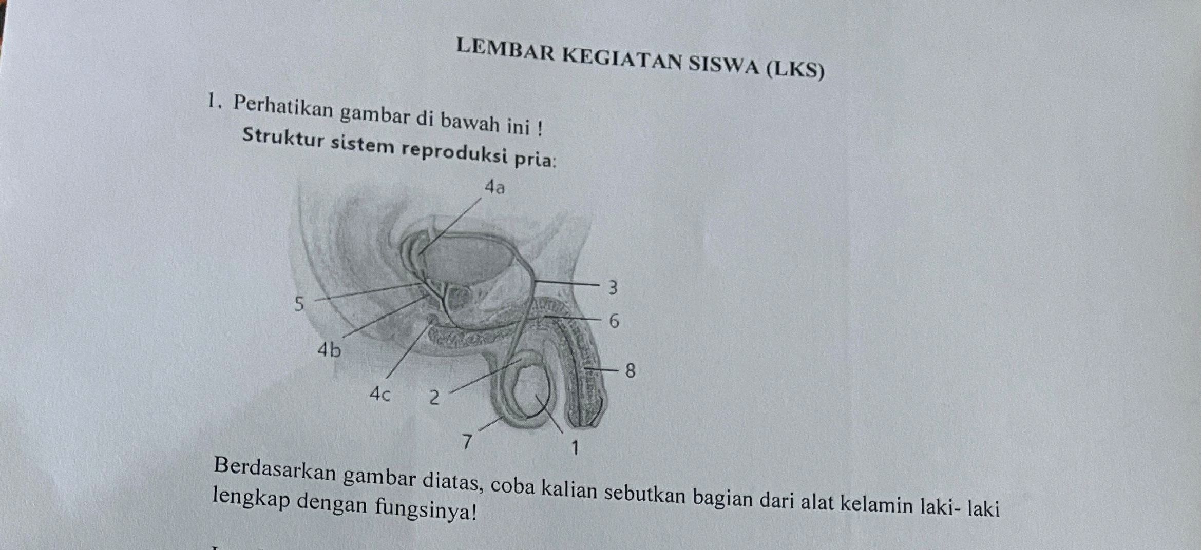 1. Perhatikan gambar di bawah ini ! Struktur | StudyX