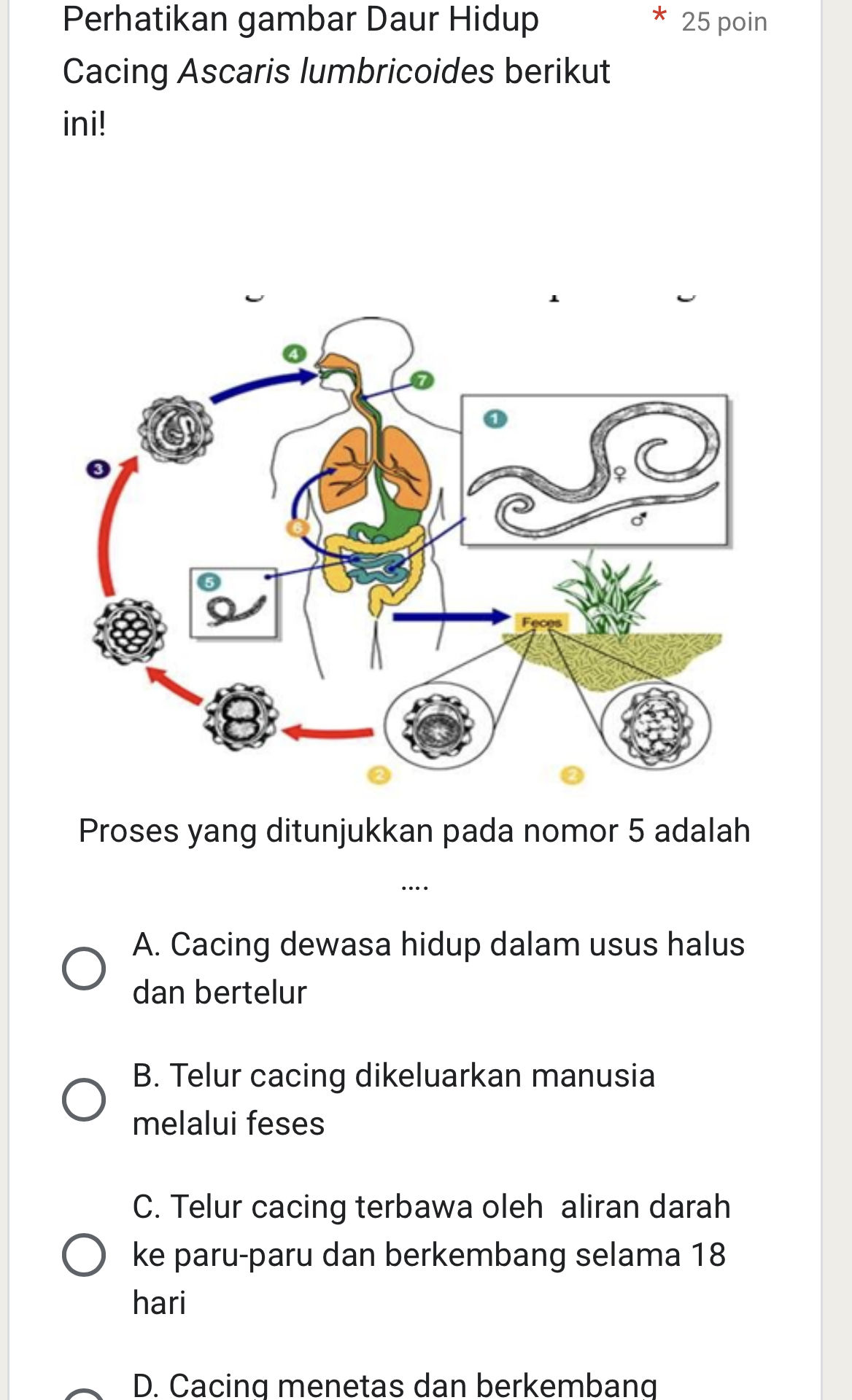 Perhatikan gambar Daur Hidup Cacing Ascaris | StudyX