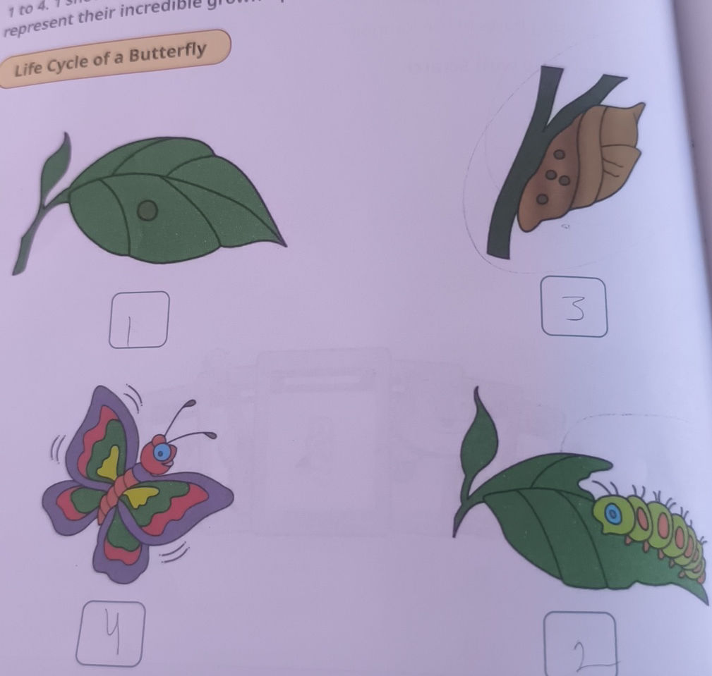 The image shows the life cycle of a | StudyX
