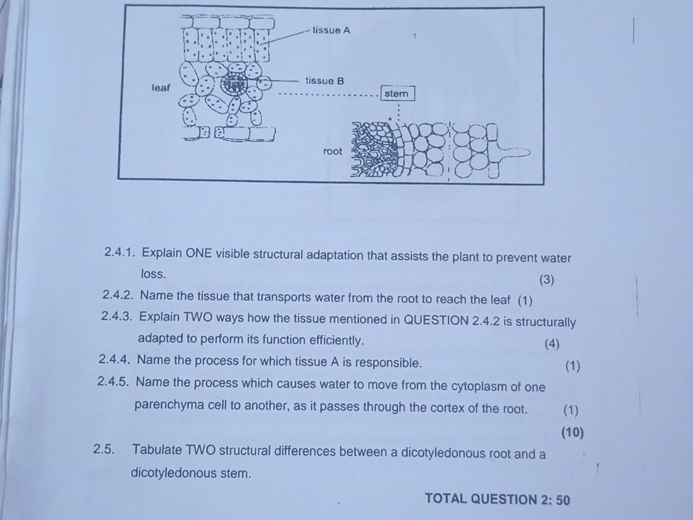 2.4.1. Explain ONE visible structural | StudyX