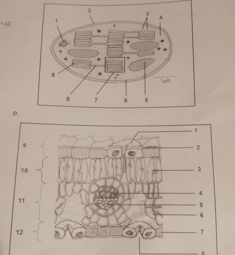 The image contains diagrams of biological | StudyX