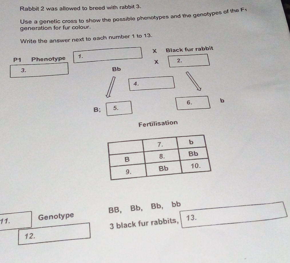 Use a genetic cross to show the possible | StudyX