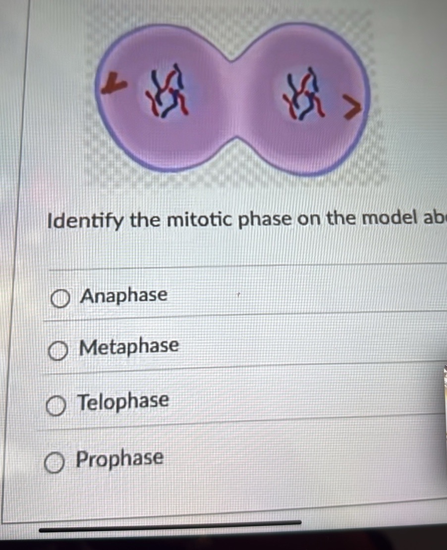Identify the mitotic phase on the model | StudyX