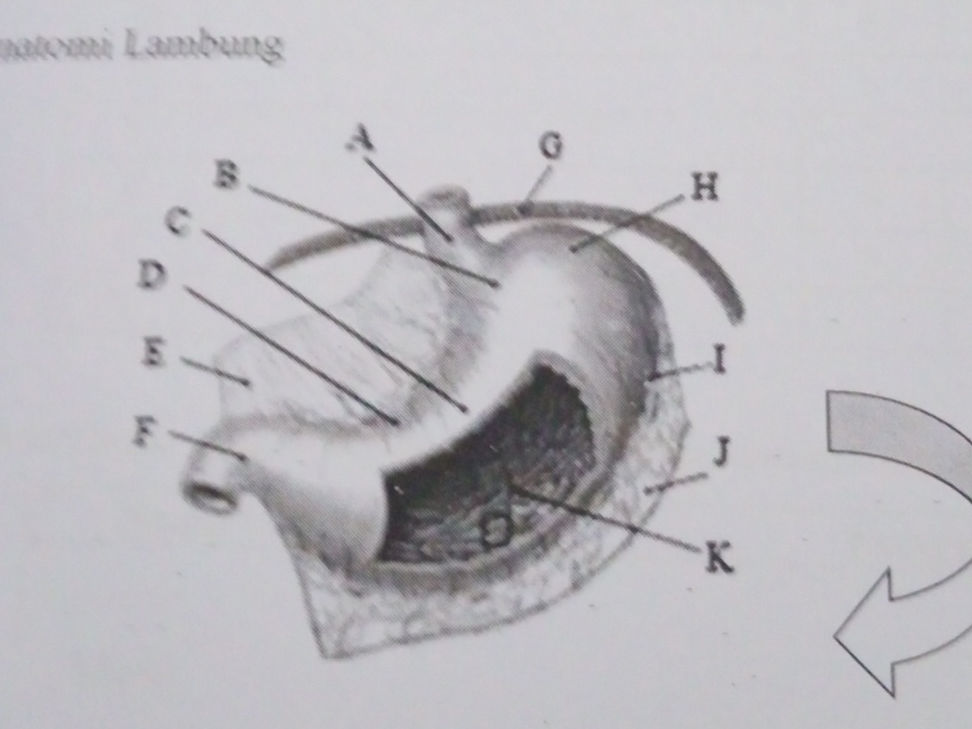 The image shows a diagram of a stomach with | StudyX