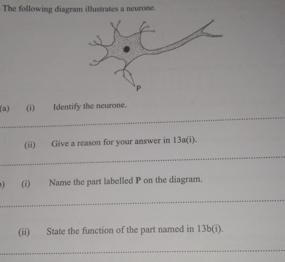 The following diagram illustrates a neurone. | StudyX