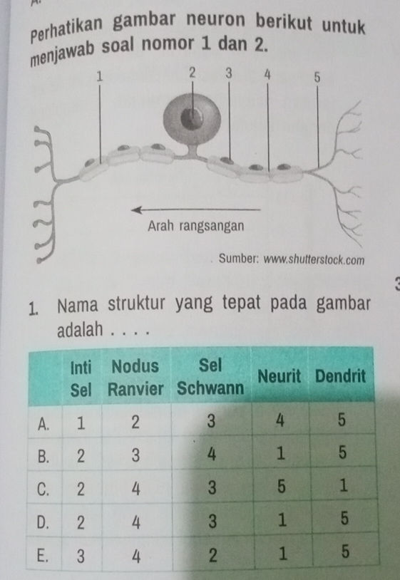 Perhatikan gambar neuron berikut untuk | StudyX