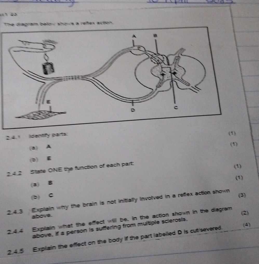 The diagram below shows a reflex action. | StudyX