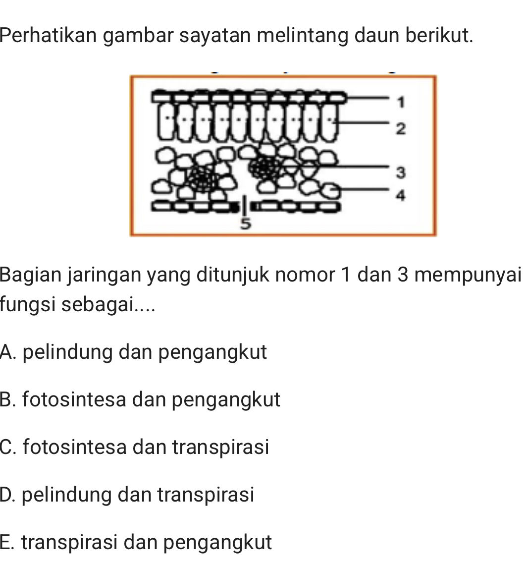 Perhatikan gambar sayatan melintang daun | StudyX