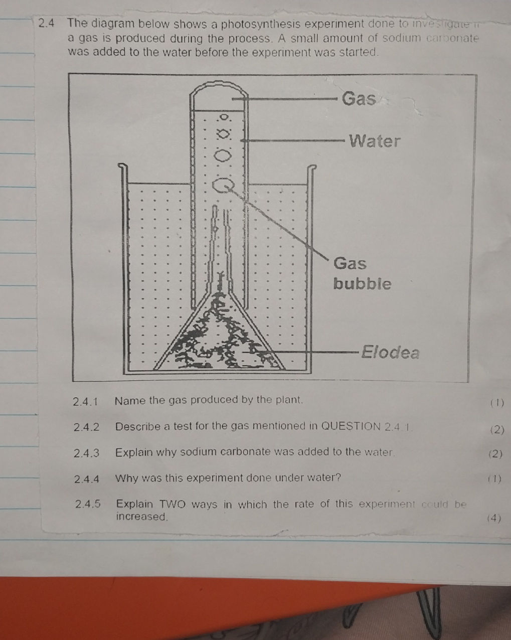 2.4 The diagram below shows a photosynthesis | StudyX