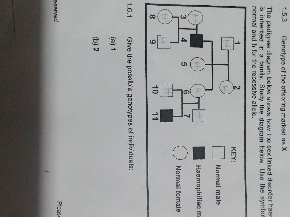 1. 5.3 Genotype of the offspring marked as | StudyX