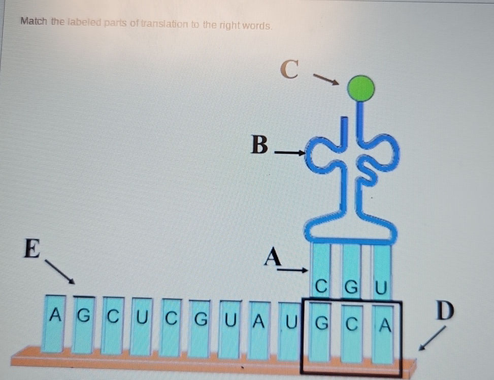 Match the labeled parts of translation to | StudyX