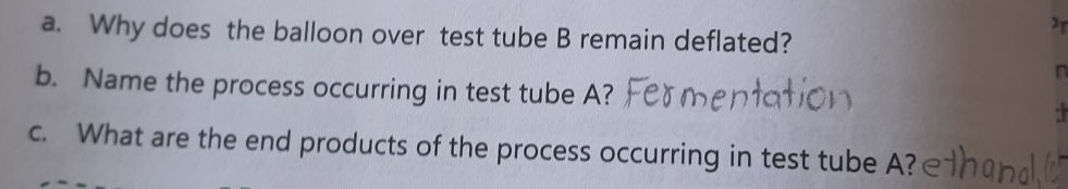 a. Why does the balloon over test tube B | StudyX